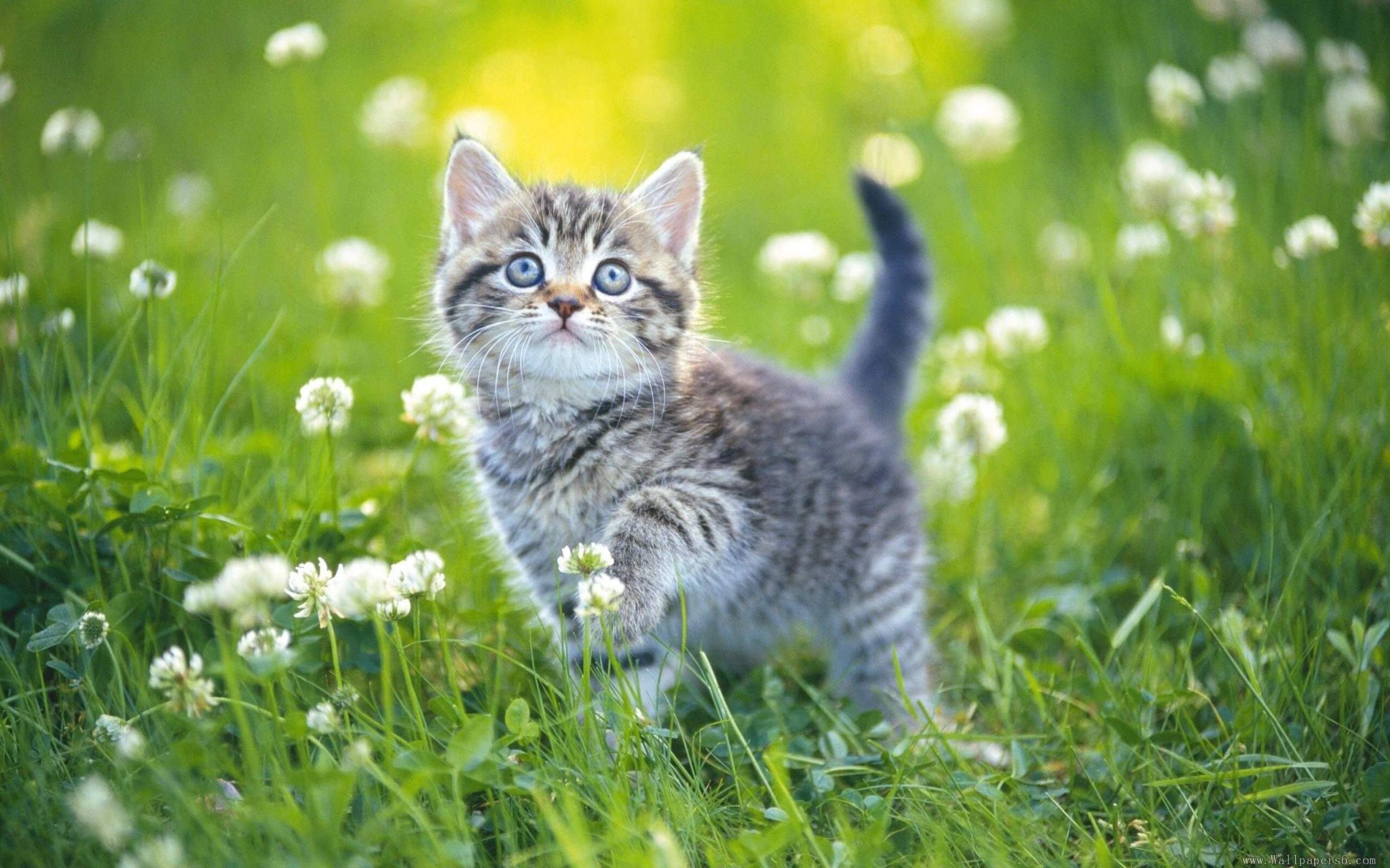 Imagini si poze cu pisici descărcare gratuită - picturesdown.com