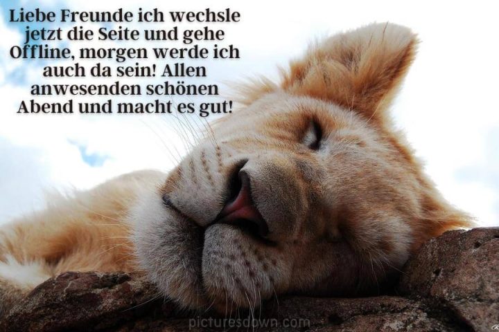 Gute nacht bild lustig neu kostenlos ein Löwe downloaden