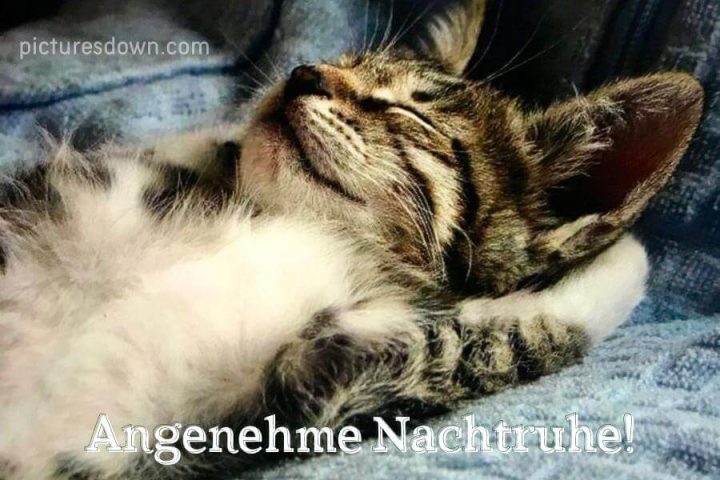 Gute nacht bild schlafende Katze kostenlos herunterladen