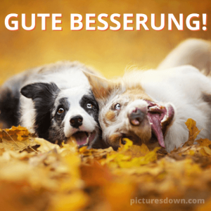 Gute Besserung Lustig Whatsapp
