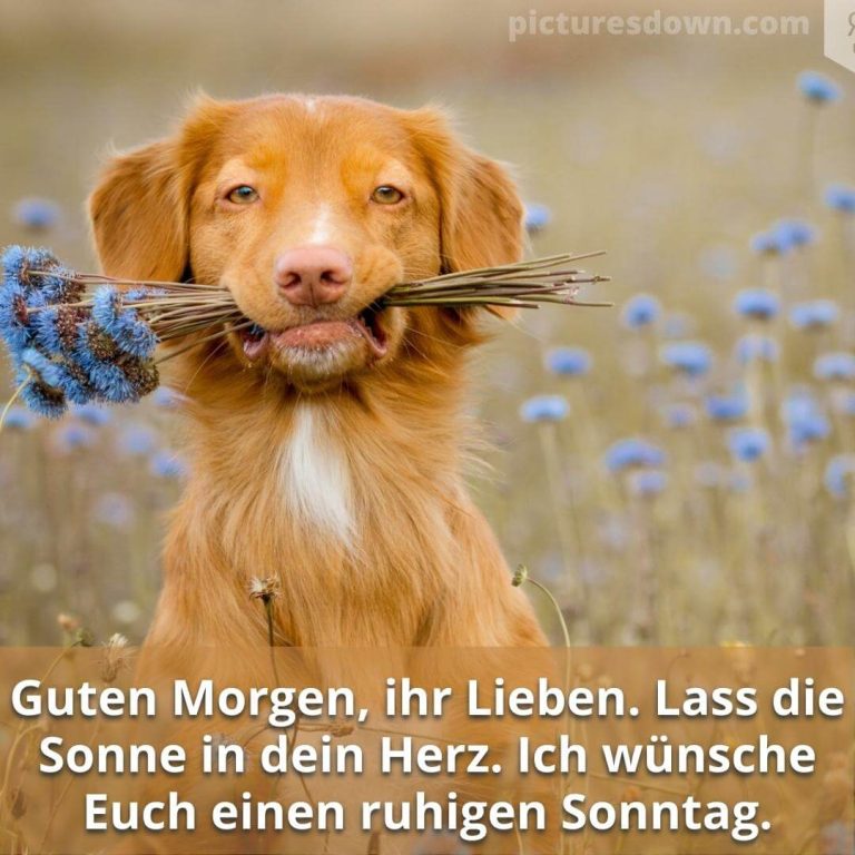 Spannende Lustig Guten Morgen Schãnen Sonntag Fotos
