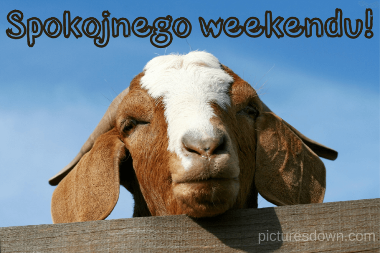 Miłego weekendu obrazki oraz kartki za darmo