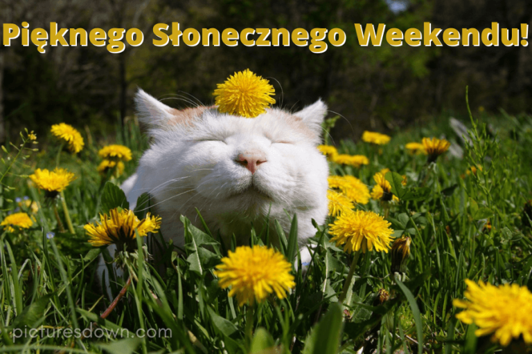 Miłego weekendu obrazki oraz kartki za darmo