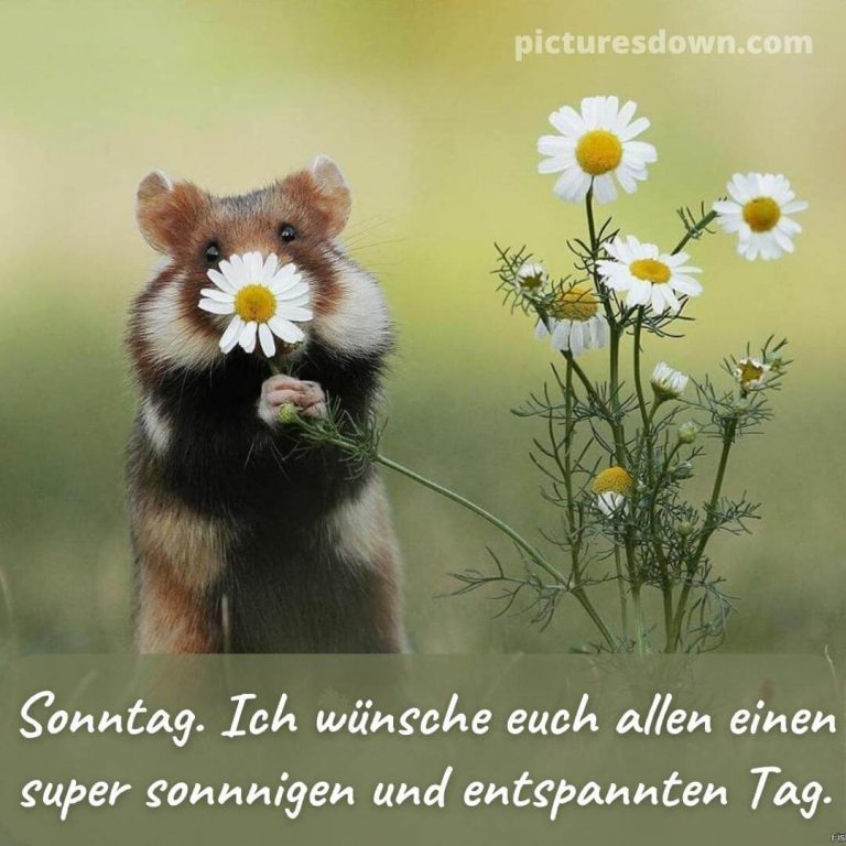 Schönen sonntag bild Eichhörnchen und Uhr kostenlos
