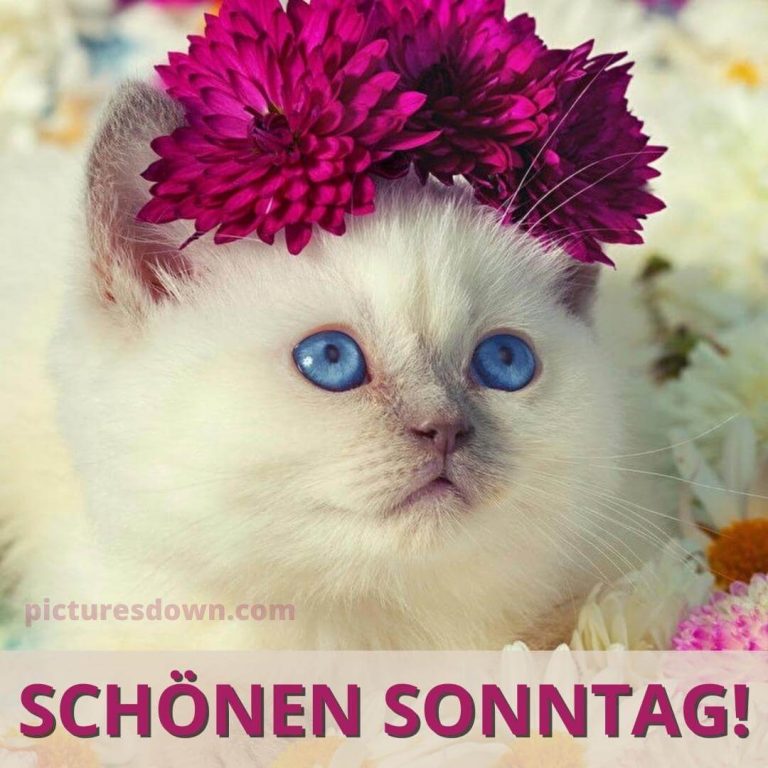 Schonen Sonntag Bilder Lustig Kostenlos