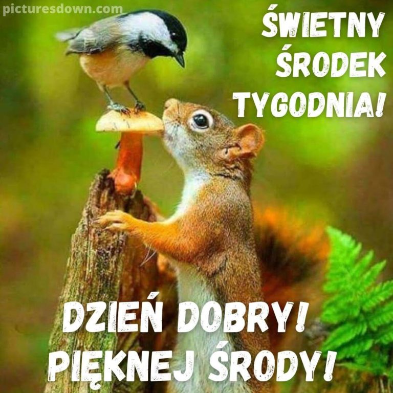 Dzień dobry w środę, darmowe kartki na środę z napisami