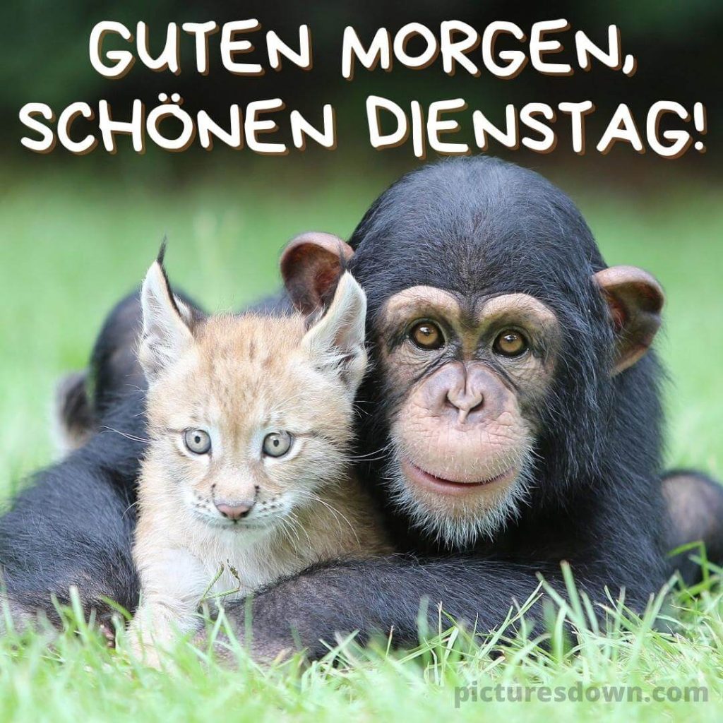 Dienstag Bild Lustig Schimpanse Und Luchs Kostenlos