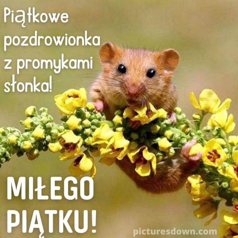 Dzień dobry w piątek, kartki na piątek oraz obrazki na piątek