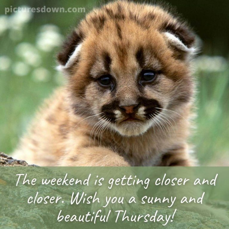 Good morning thursday image little cat - picturesdown.com