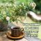 Good morning tuesday coffee picture wild roses free