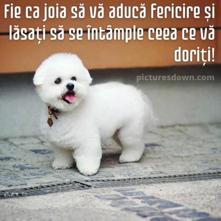 Imagine haioase joi câine și cafea - picturesdown.com