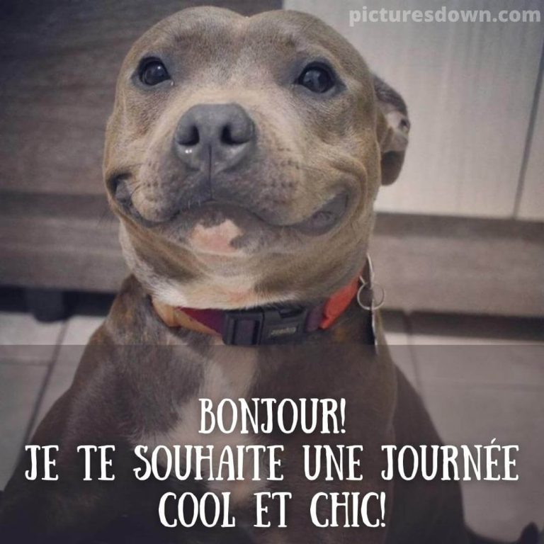 Téléchargez des photos sur le thème “bonjour humour images”