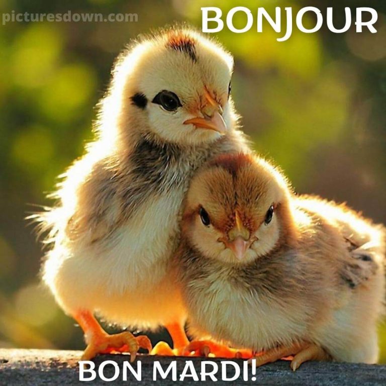 Bonjour mardi images et bon mardi gratuites - picturesdown.com