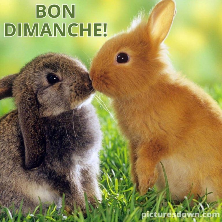 Bon dimanche images et bonjour dimanche gratuites