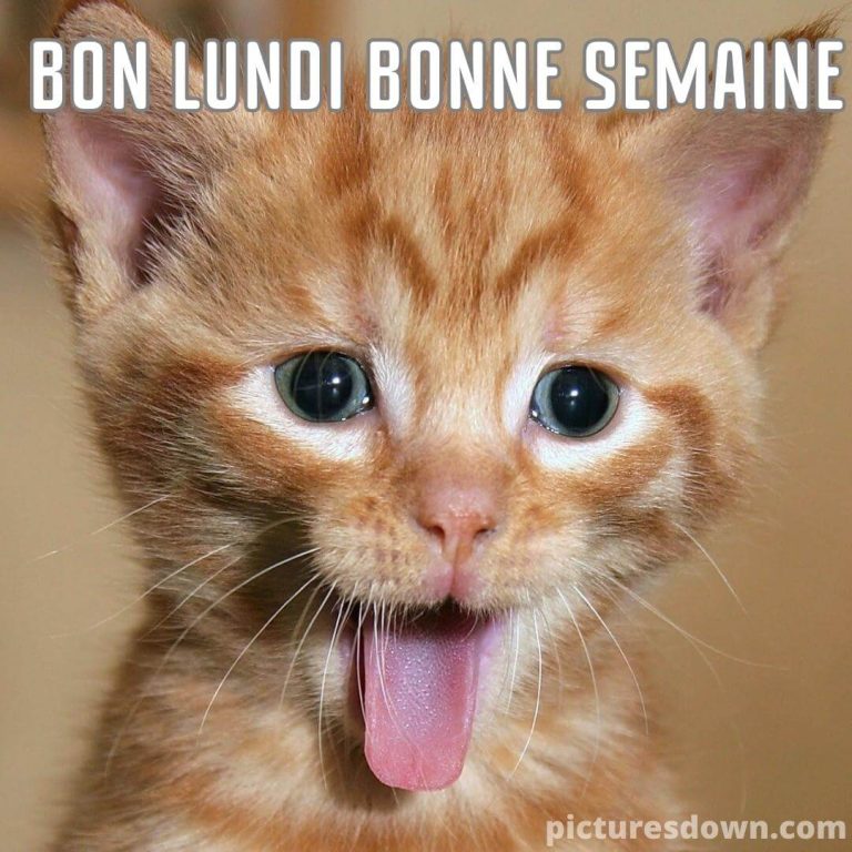 Bonjour lundi images et bon lundi gratuites - picturesdown.com