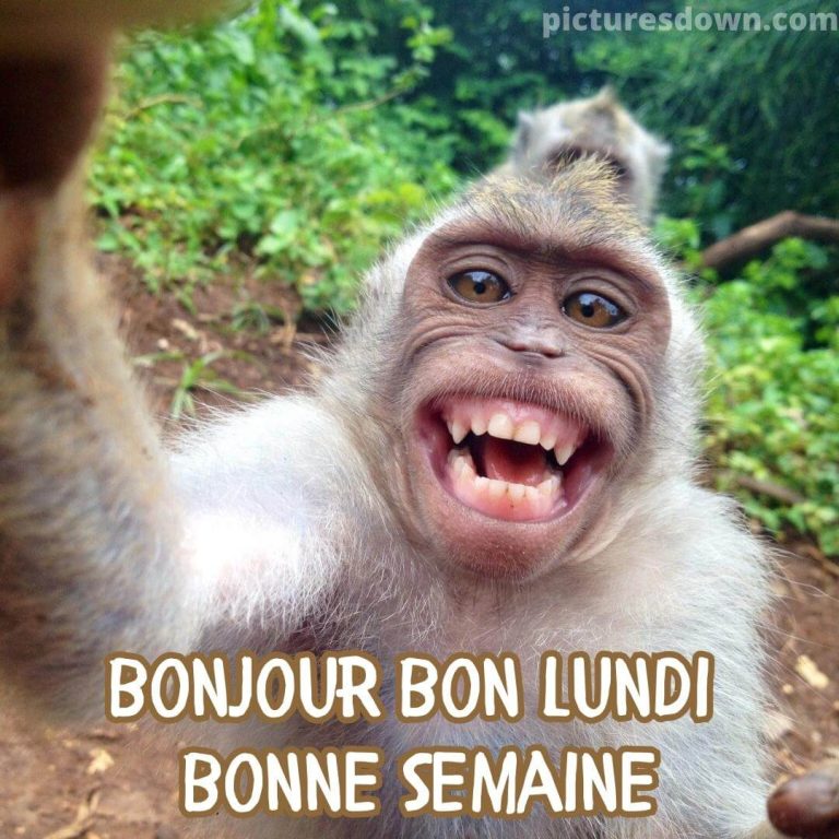 Bonjour lundi images et bon lundi gratuites - picturesdown.com