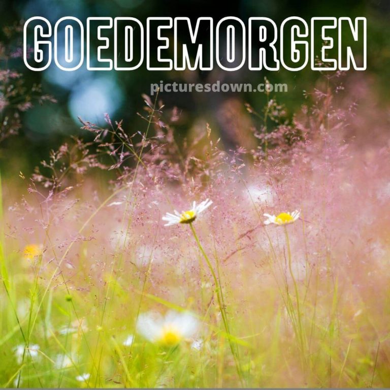 Gratis afbeeldingen goedemorgen - picturesdown.com/nl/