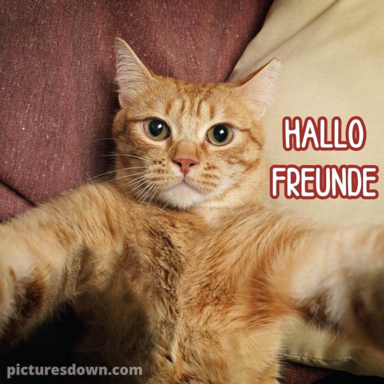 Hallo bilder kostenlos - picturesdown.com