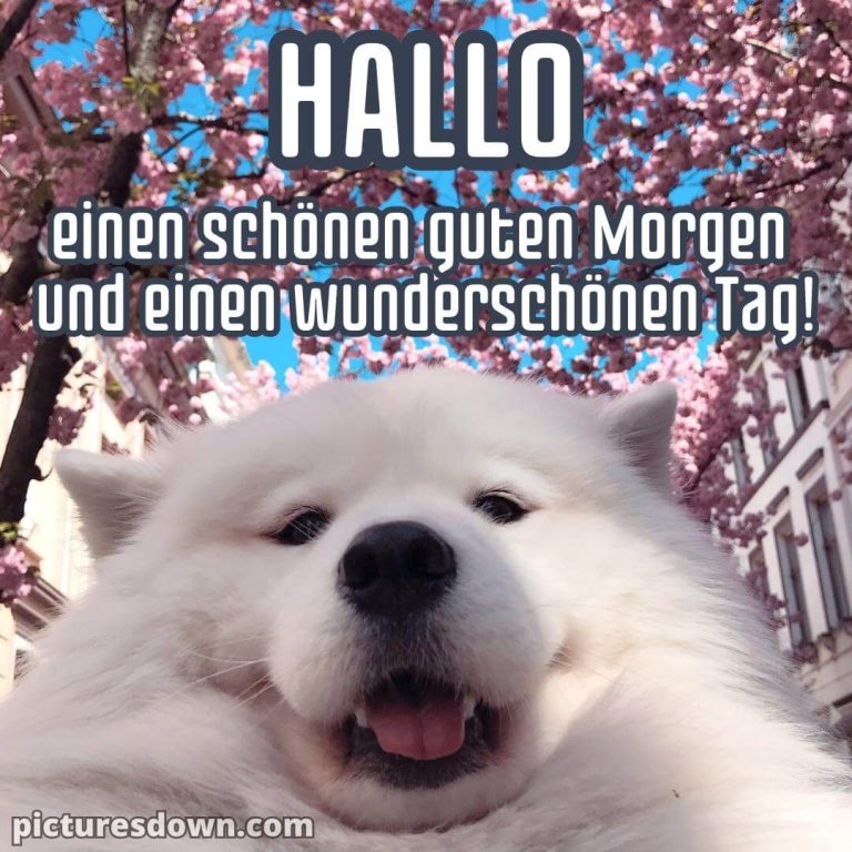 Hallo bilder kostenlos - picturesdown.com